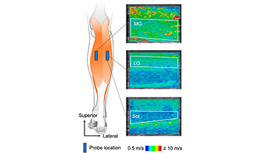 Muscling Through: Linking Muscle and Joint Stiffness of the Lower Human ...